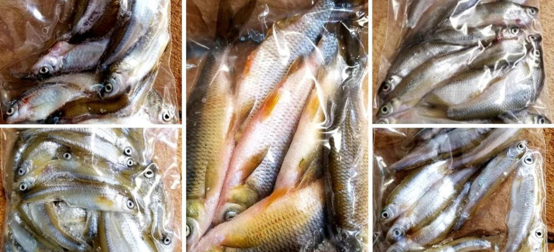 Promotion ménés - Frozen minnow promo – Techniques Chasse et Pêche